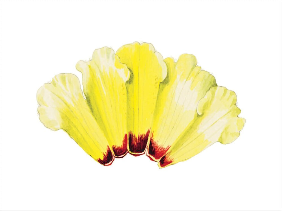 Lillian Snelling Collection – The Botanics Shop at Royal Botanic Garden ...